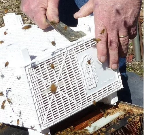 Bees - 3lb Package $150 | BC Honey Hives